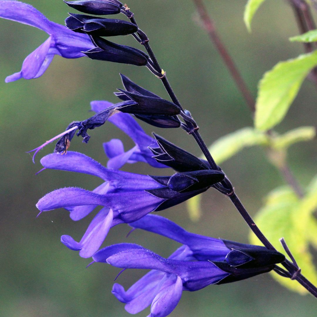 Archeus | NatFem Botanics – ARCHEUS | NatFem Botanics